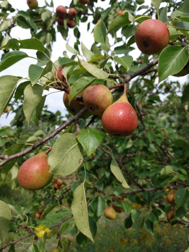 Golden Spice Pear Tree – Hammarlund Nursery