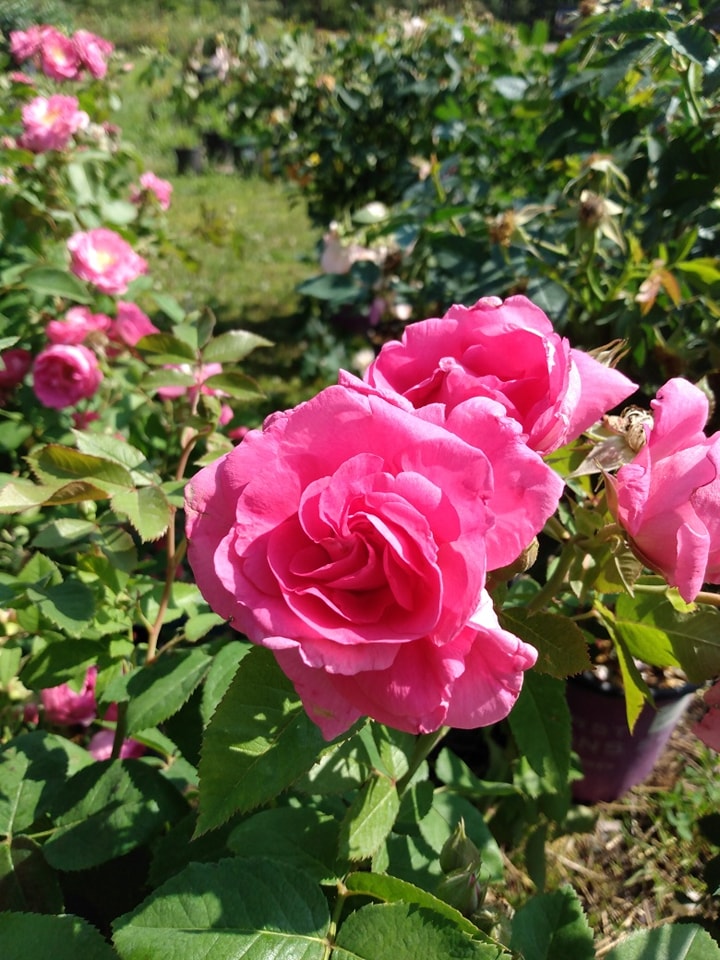 Morden Centennial Rose – Hammarlund Nursery