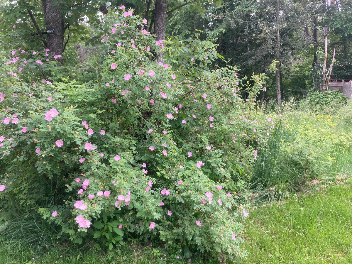 Native Wild Rose- rosa blanda – Hammarlund Nursery