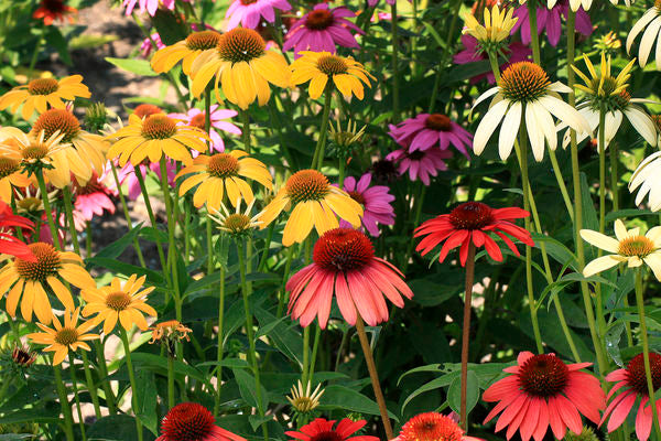 Coneflower Cheyenne Spirit – Hammarlund Nursery