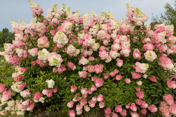 First Editions® Berry White® Hydrangea – Hammarlund Nursery