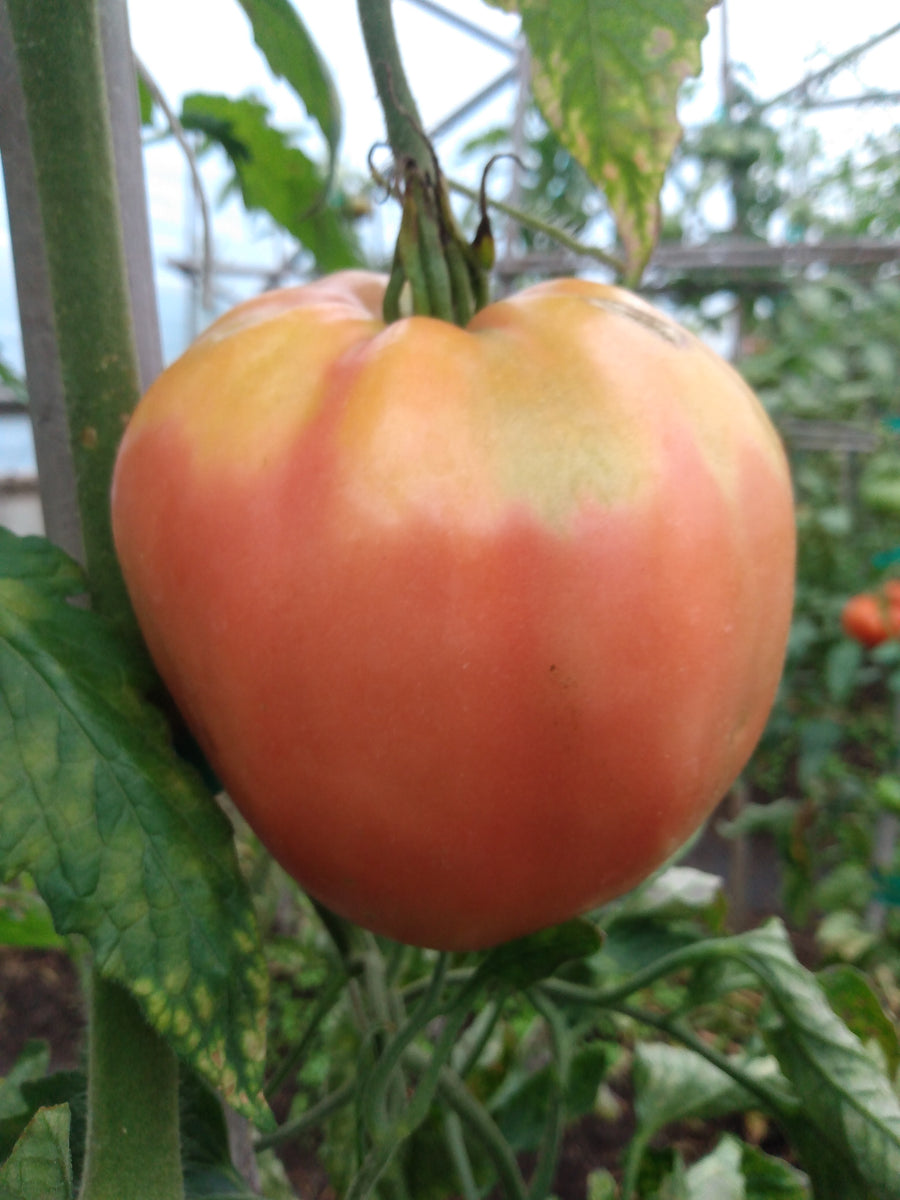 Hungarian Heart Tomato Start – Hammarlund Nursery