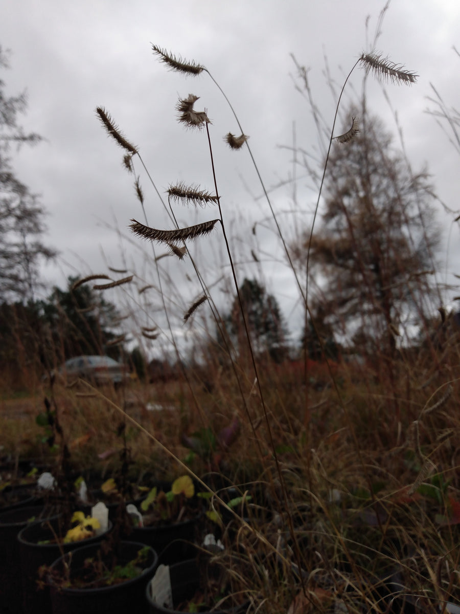 Blue Grama Grass- Bouteloua gracilis – Hammarlund Nursery