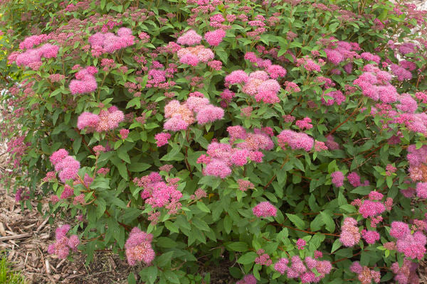 First Editions Superstar Spirea – Hammarlund Nursery