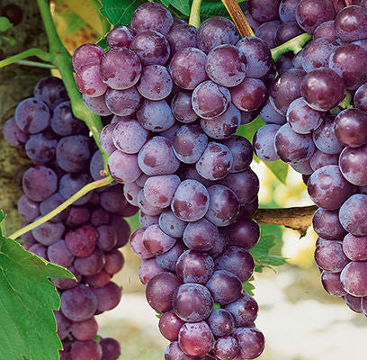 Bluebell Grape – Hammarlund Nursery
