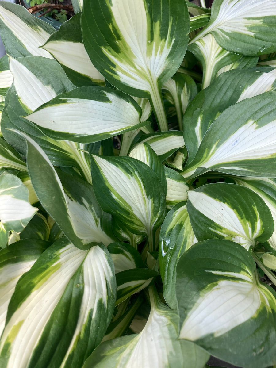 Hosta Vulcan – Hammarlund Nursery