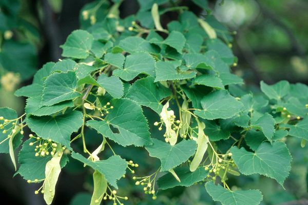 Greenspire Linden Tree