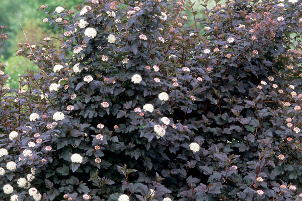 Diablo Ninebark Tree