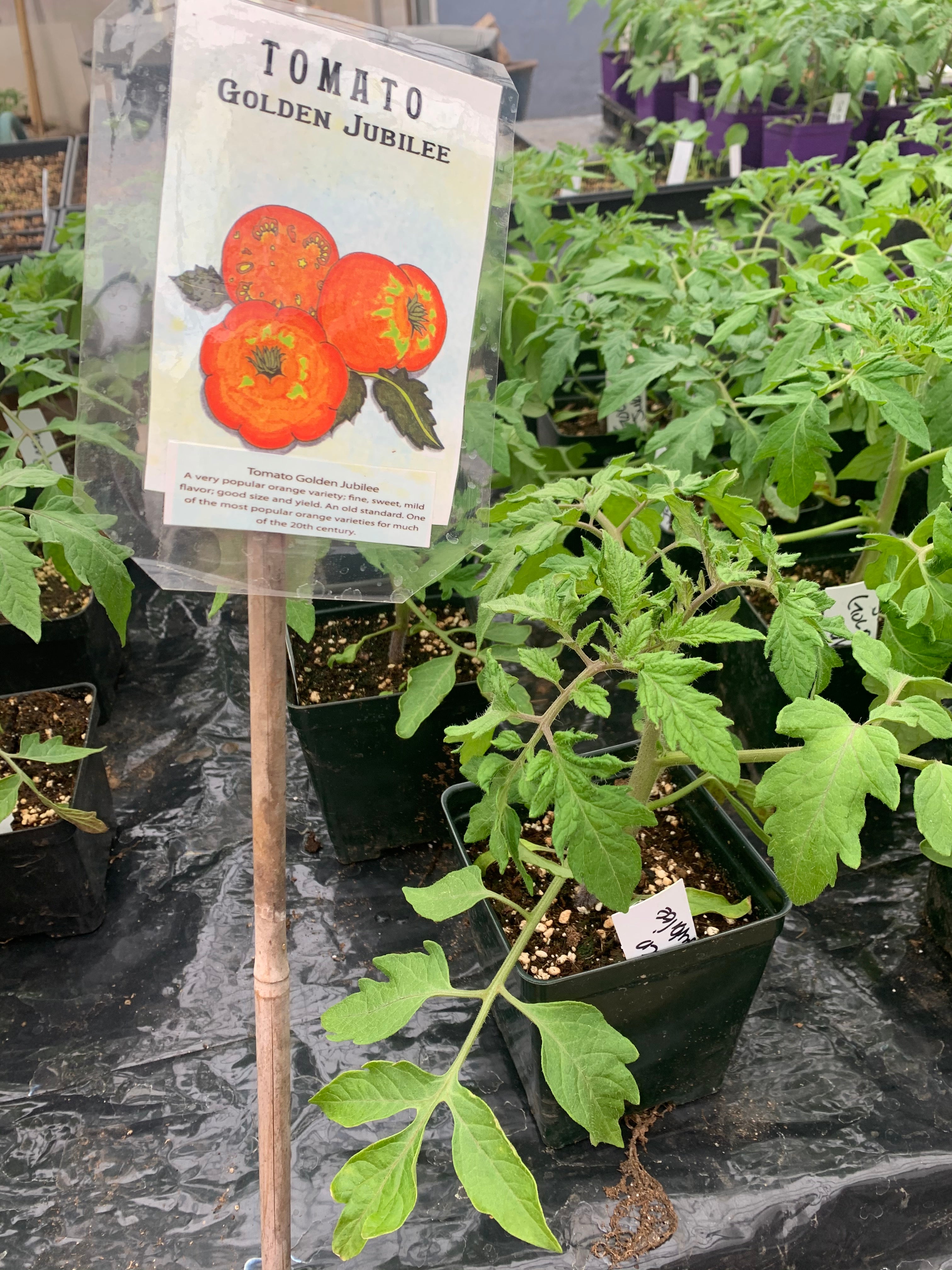 Golden Jubilee Tomato