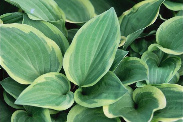 Hosta Golden Tiara – Hammarlund Nursery