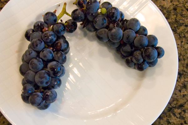 Valiant Grape – Hammarlund Nursery